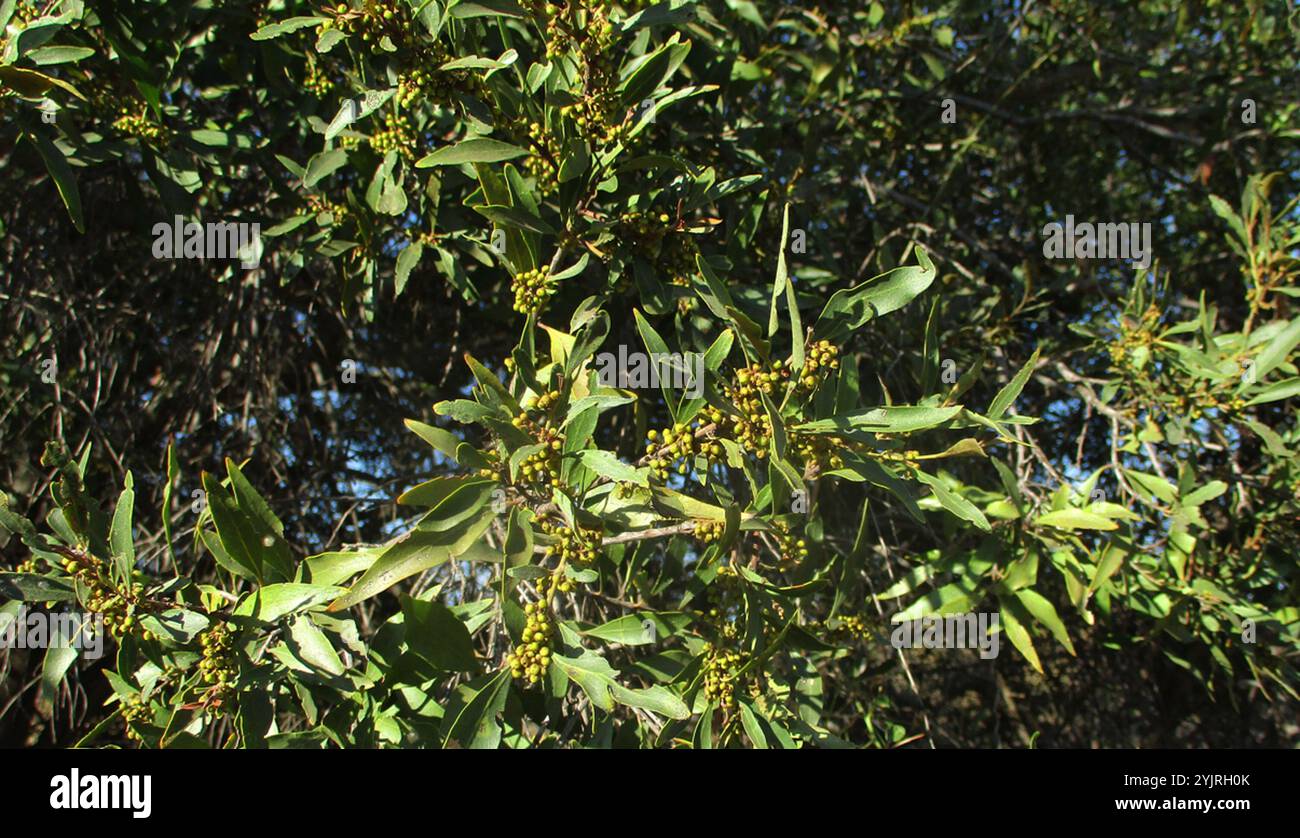 Gwarrie (Euclea undulata Stock Photo - Alamy