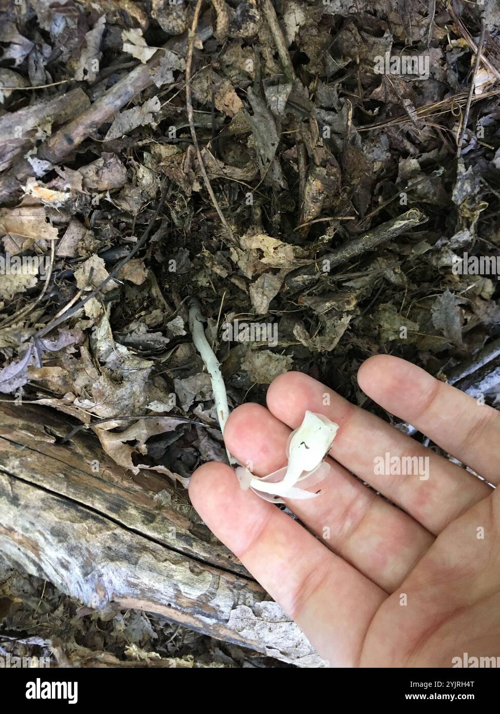 Ghost Pipe (Monotropa uniflora Stock Photo - Alamy