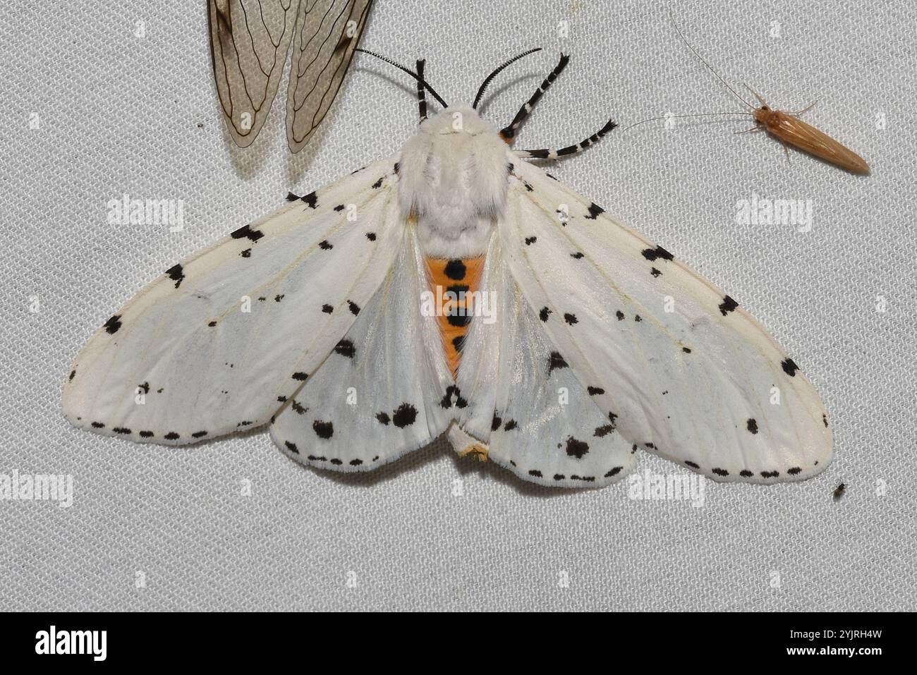 Salt Marsh Moth (Estigmene acrea Stock Photo - Alamy