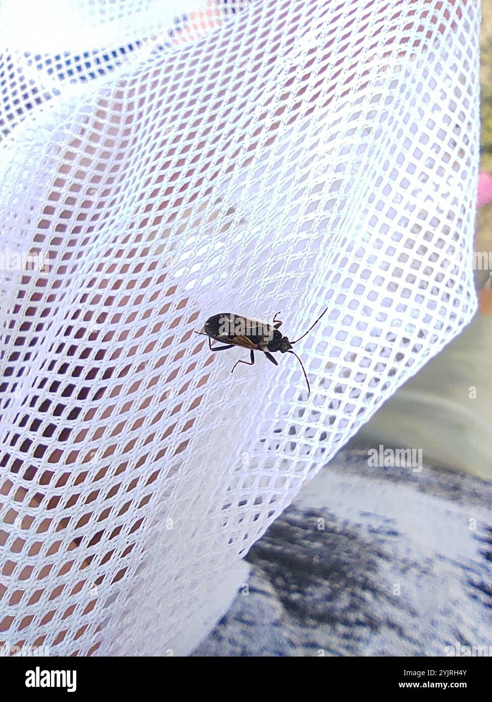 bright-spotted groundbug (Rhyparochromus vulgaris Stock Photo - Alamy