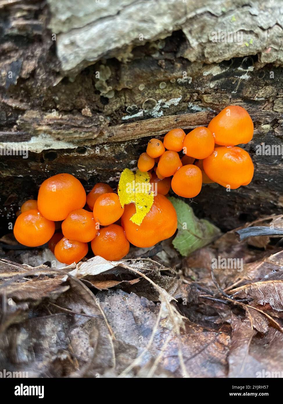 Orange mycena leaiana hi-res stock photography and images - Alamy