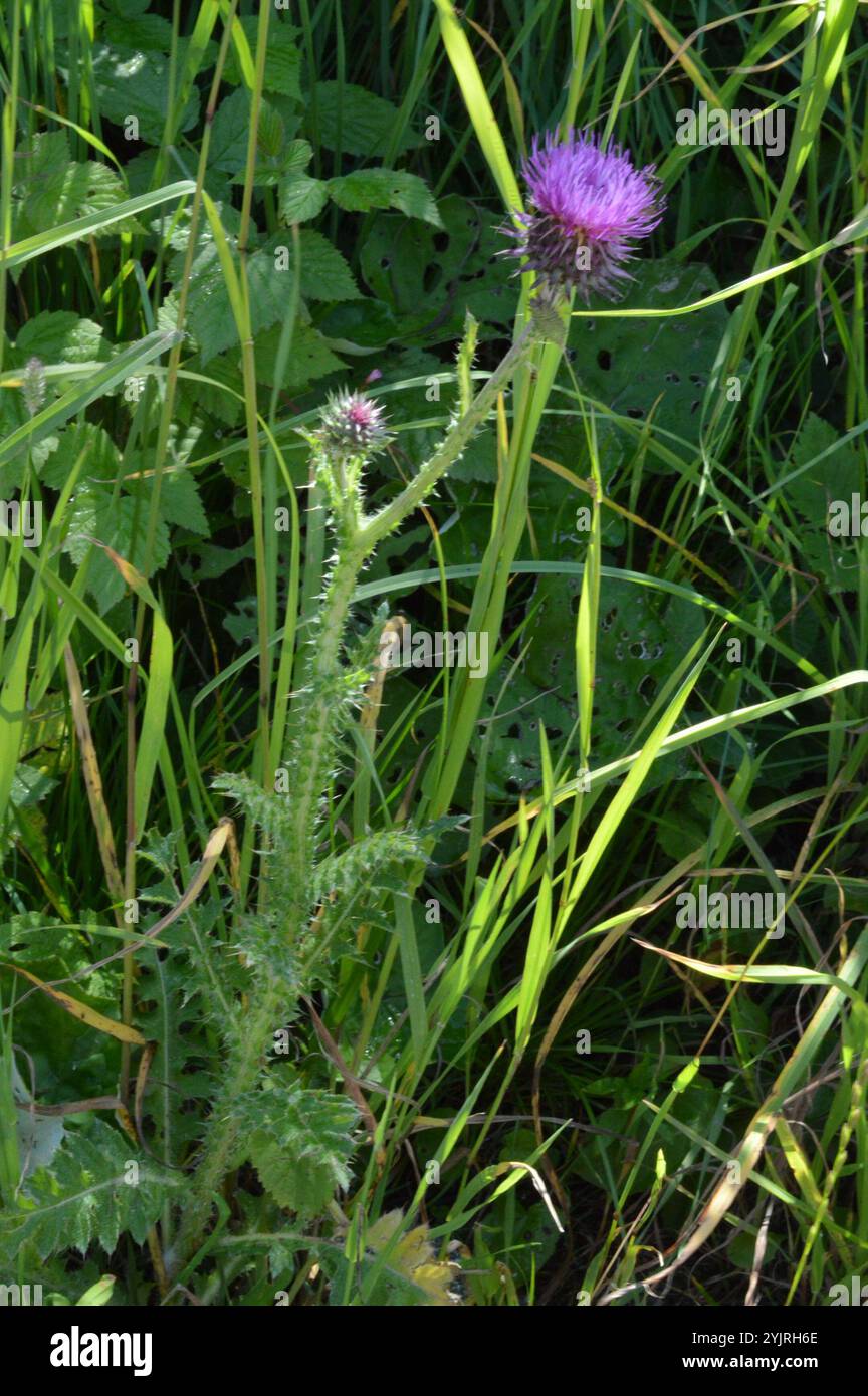 Broad winged thistle hi-res stock photography and images - Alamy