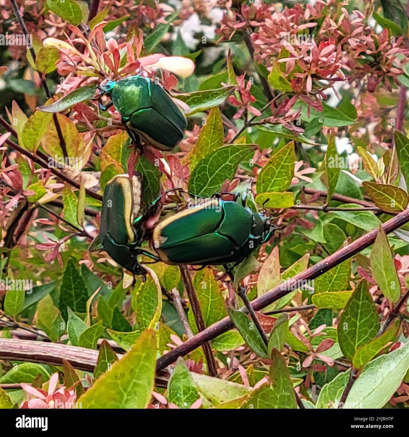 Figeater Beetle (Cotinis mutabilis Stock Photo - Alamy