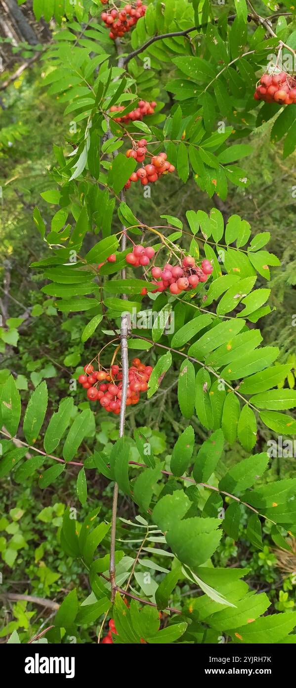 European mountain ash (Sorbus aucuparia Stock Photo - Alamy