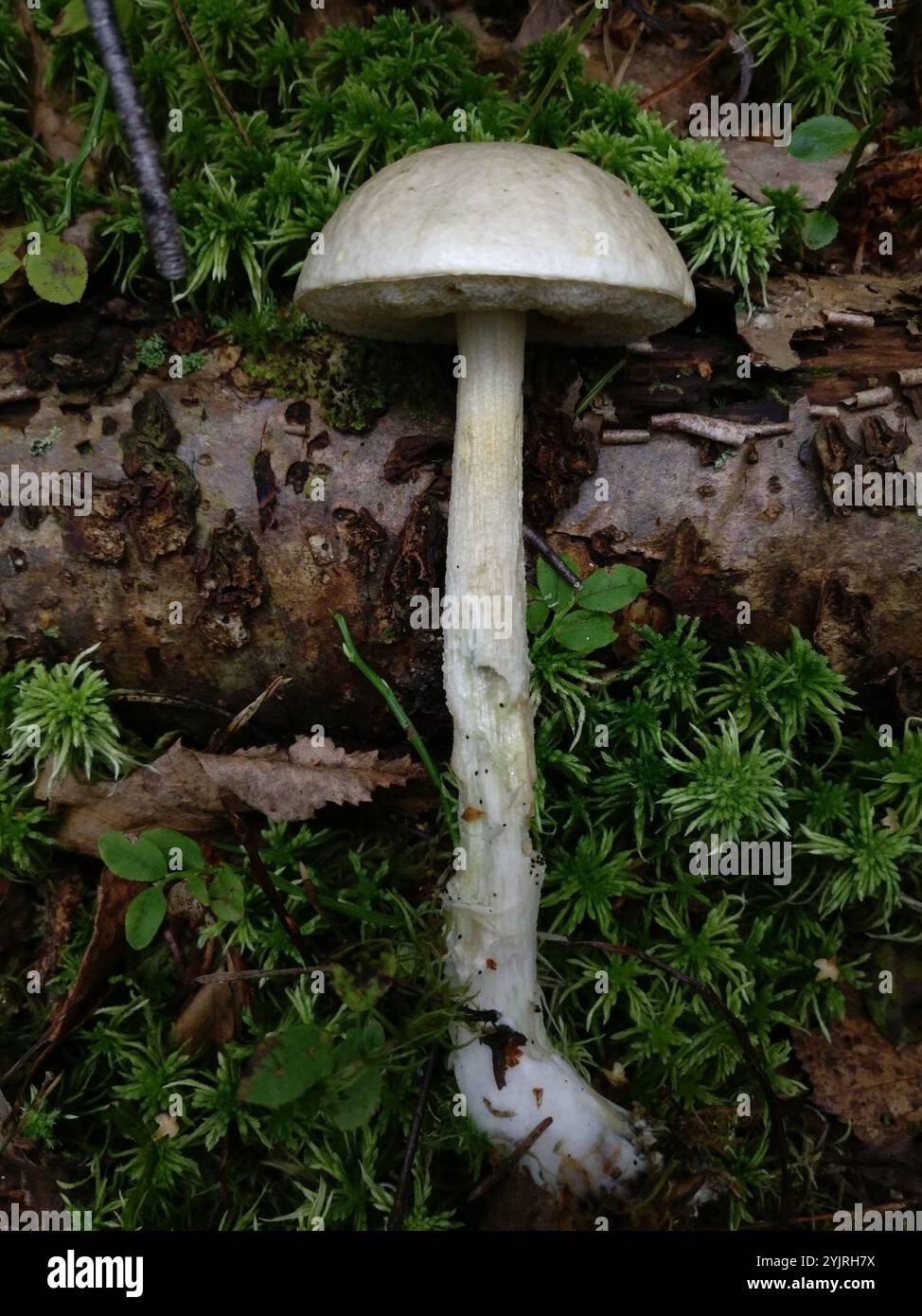 Ghost bolete hi-res stock photography and images - Alamy