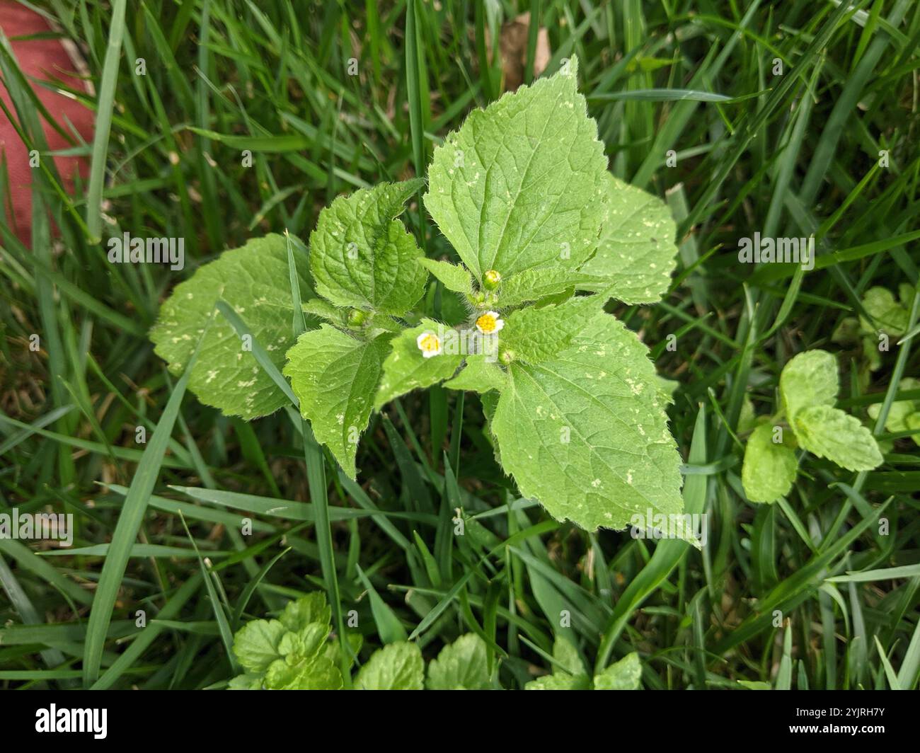 shaggy soldier (Galinsoga quadriradiata Stock Photo - Alamy