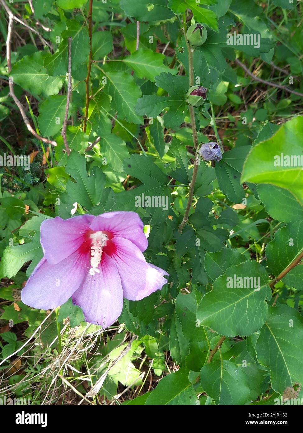 common hibiscus (Hibiscus syriacus Stock Photo - Alamy