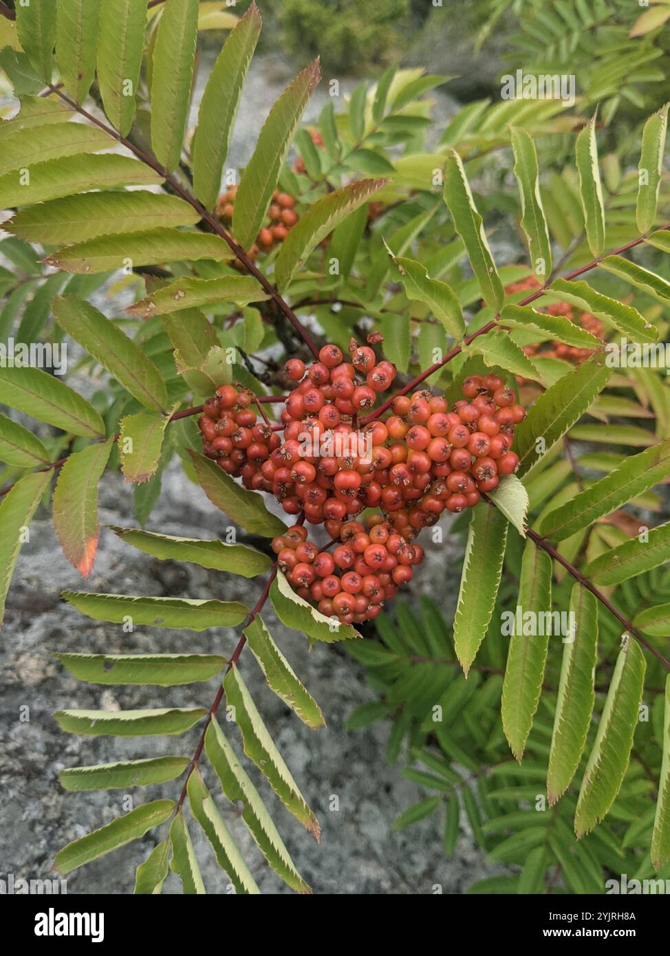 American mountain ash (Sorbus americana Stock Photo - Alamy