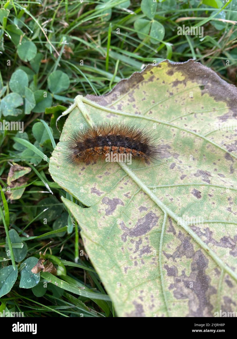 Salt Marsh Moth (Estigmene acrea Stock Photo - Alamy