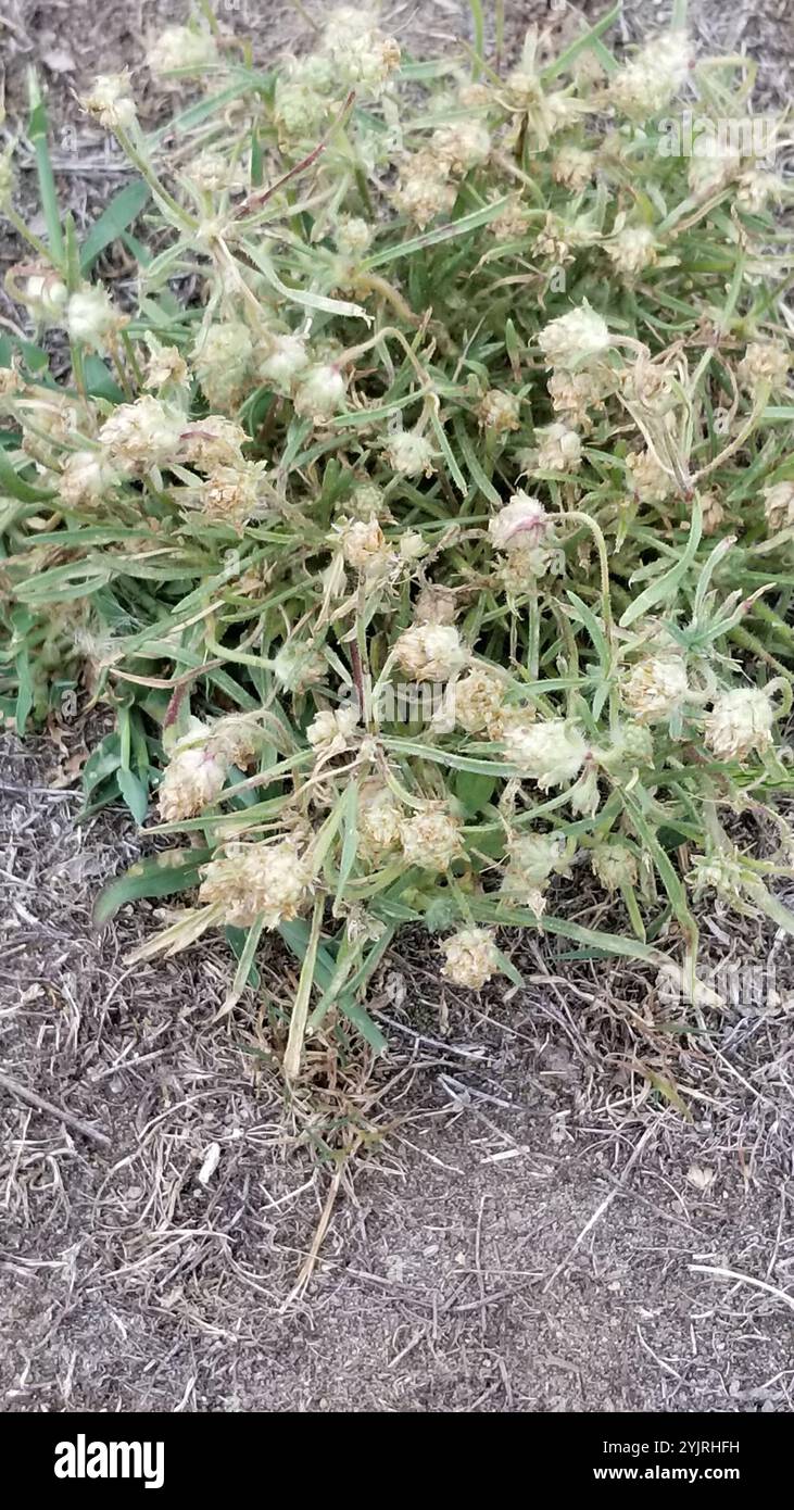 Plantago arenaria hi-res stock photography and images - Alamy