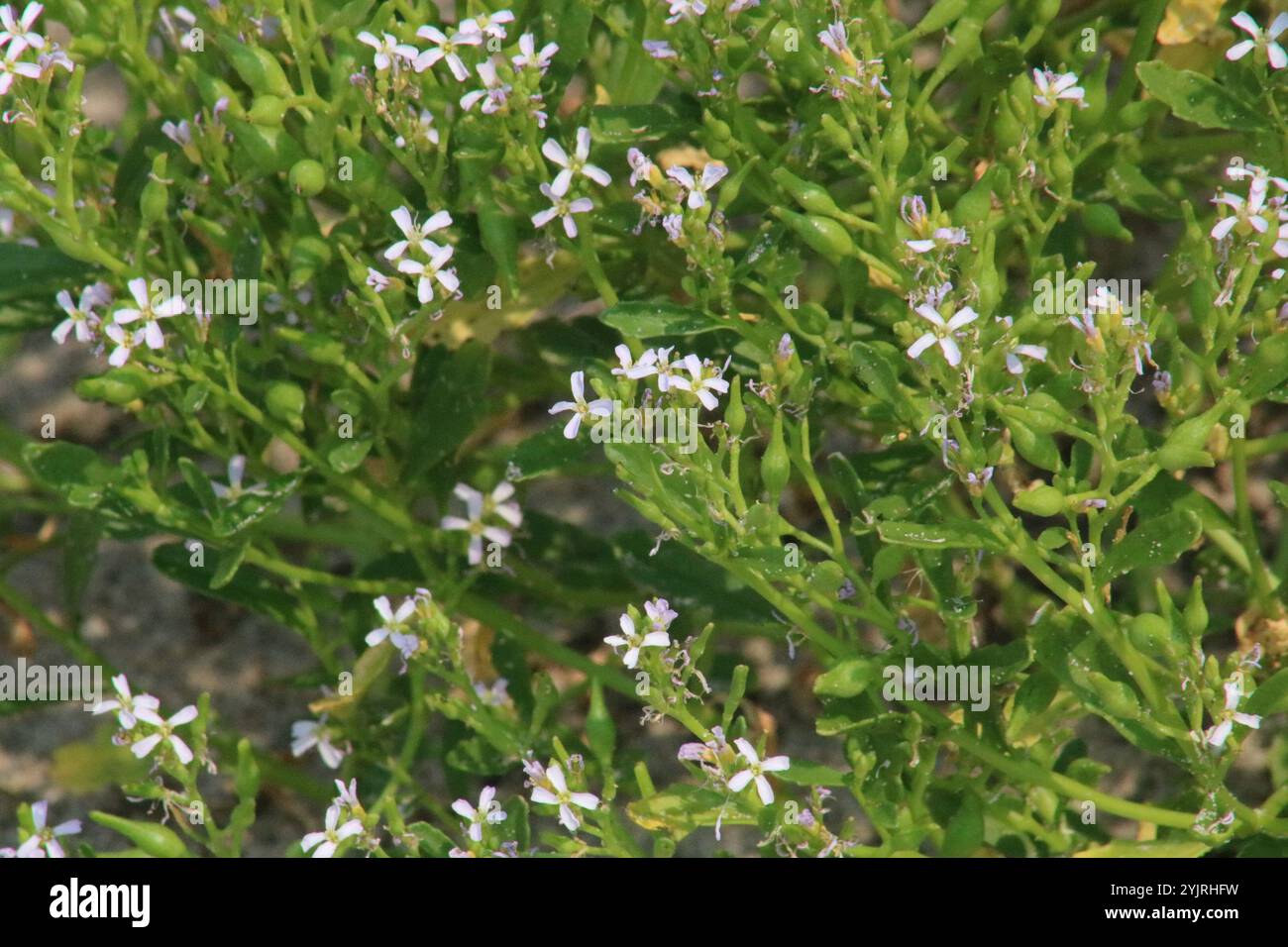 Edentula hi-res stock photography and images - Alamy