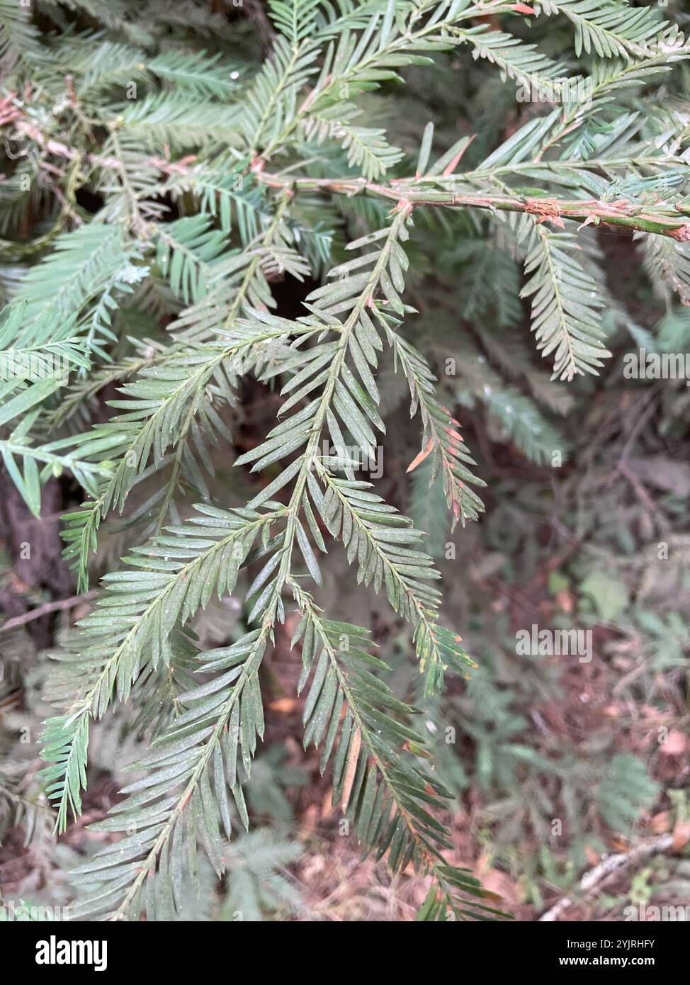 coast redwood (Sequoia sempervirens Stock Photo - Alamy