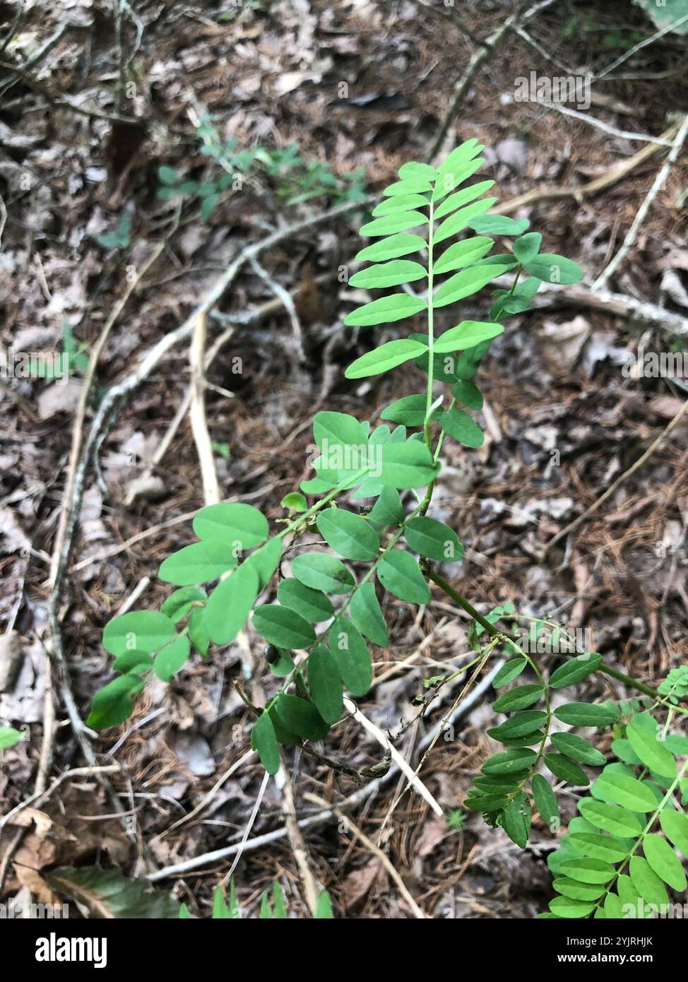 Canadian milkvetch (Astragalus canadensis Stock Photo - Alamy