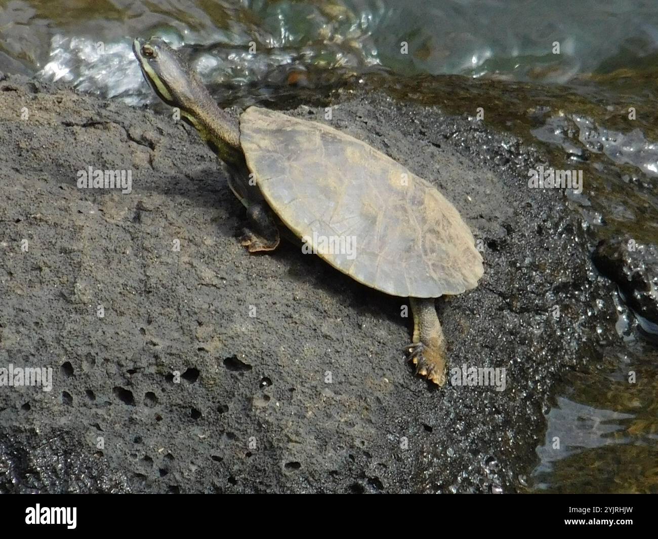 Williams' South-American Side-necked Turtle (Phrynops williamsi Stock ...