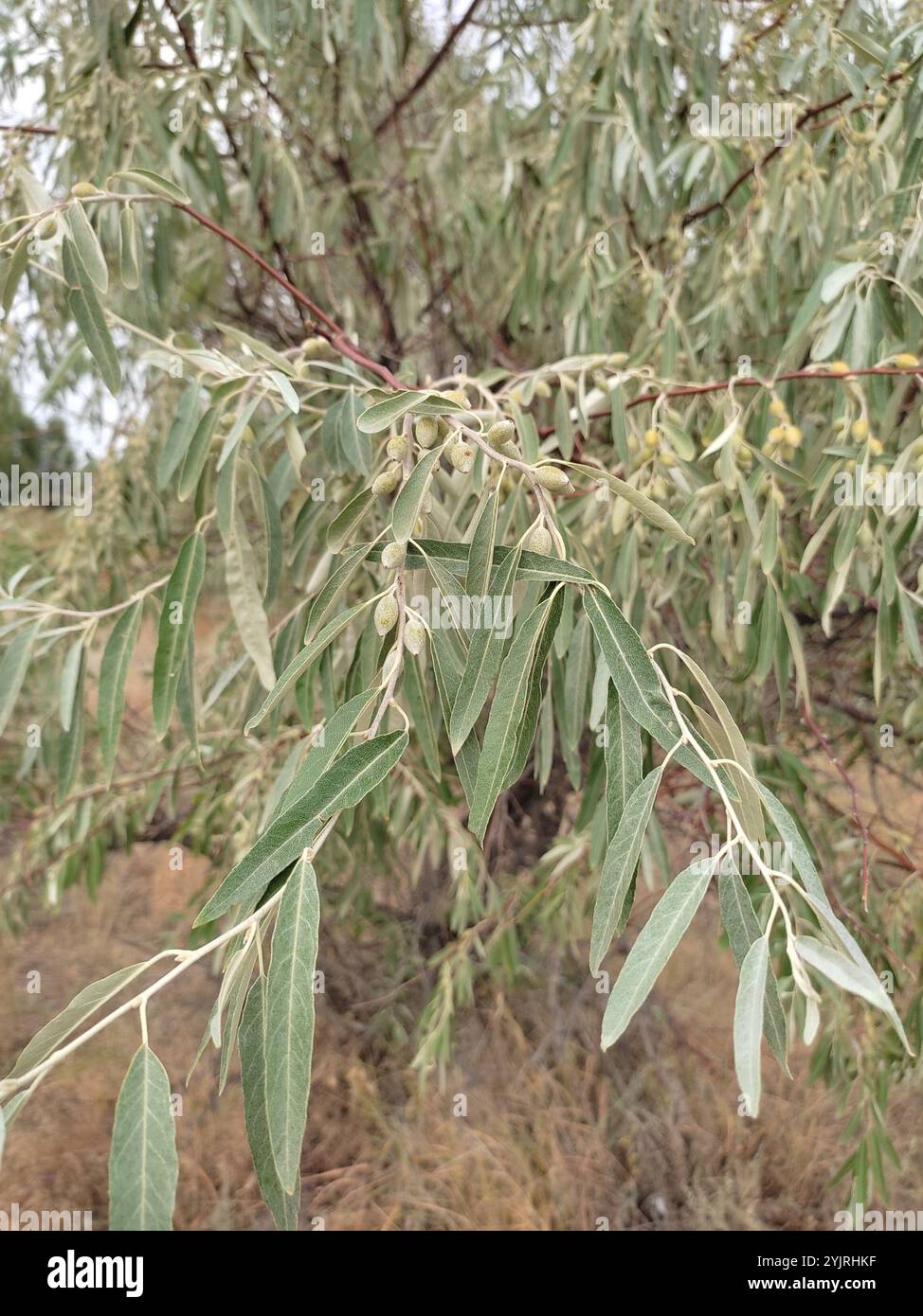 Russian olive (Elaeagnus angustifolia Stock Photo - Alamy