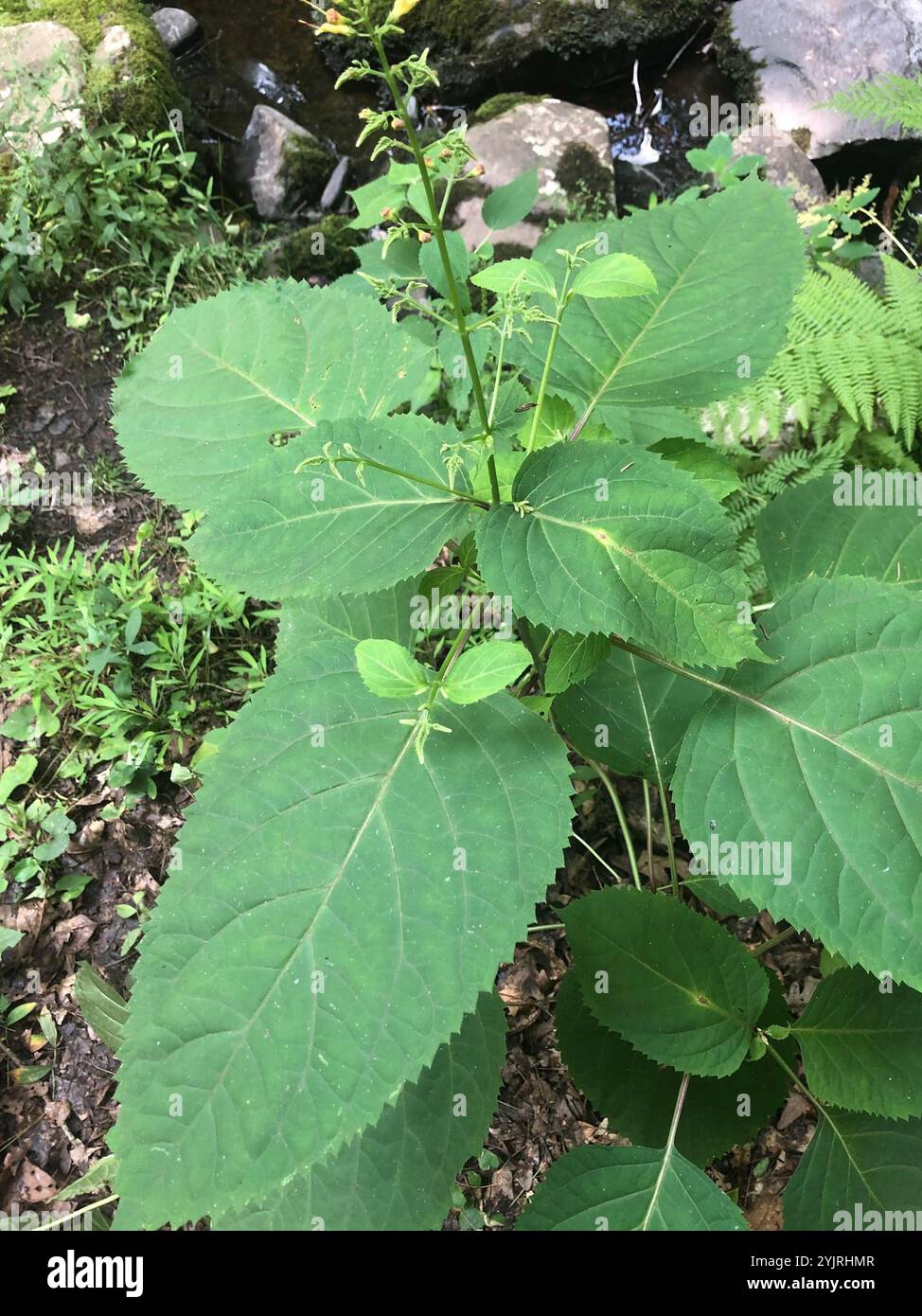 citronella horse balm (Collinsonia canadensis Stock Photo - Alamy