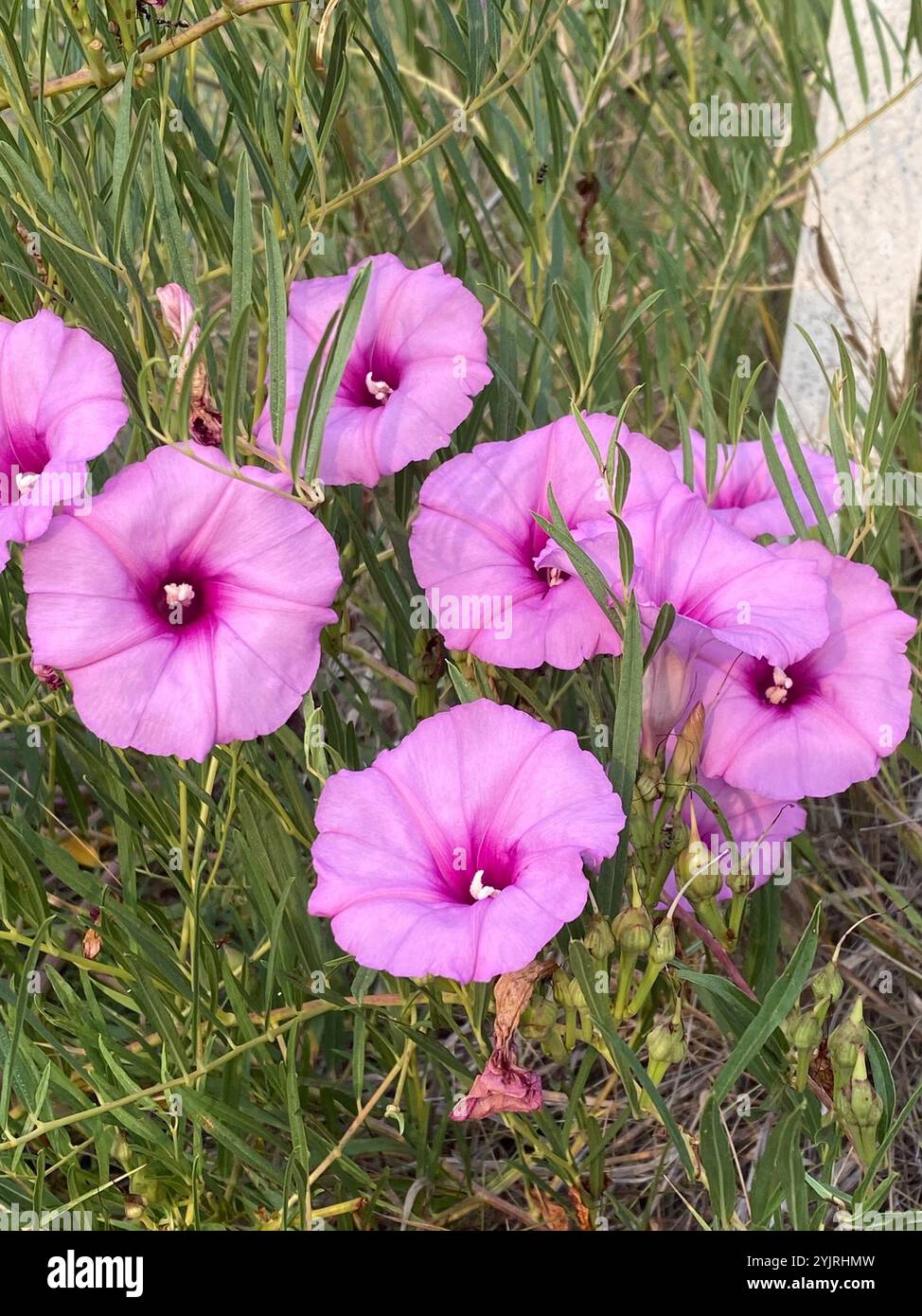 Bush Morning-glory (Ipomoea leptophylla Stock Photo - Alamy