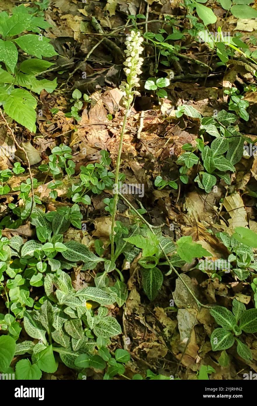 downy rattlesnake plantain (Goodyera pubescens Stock Photo - Alamy