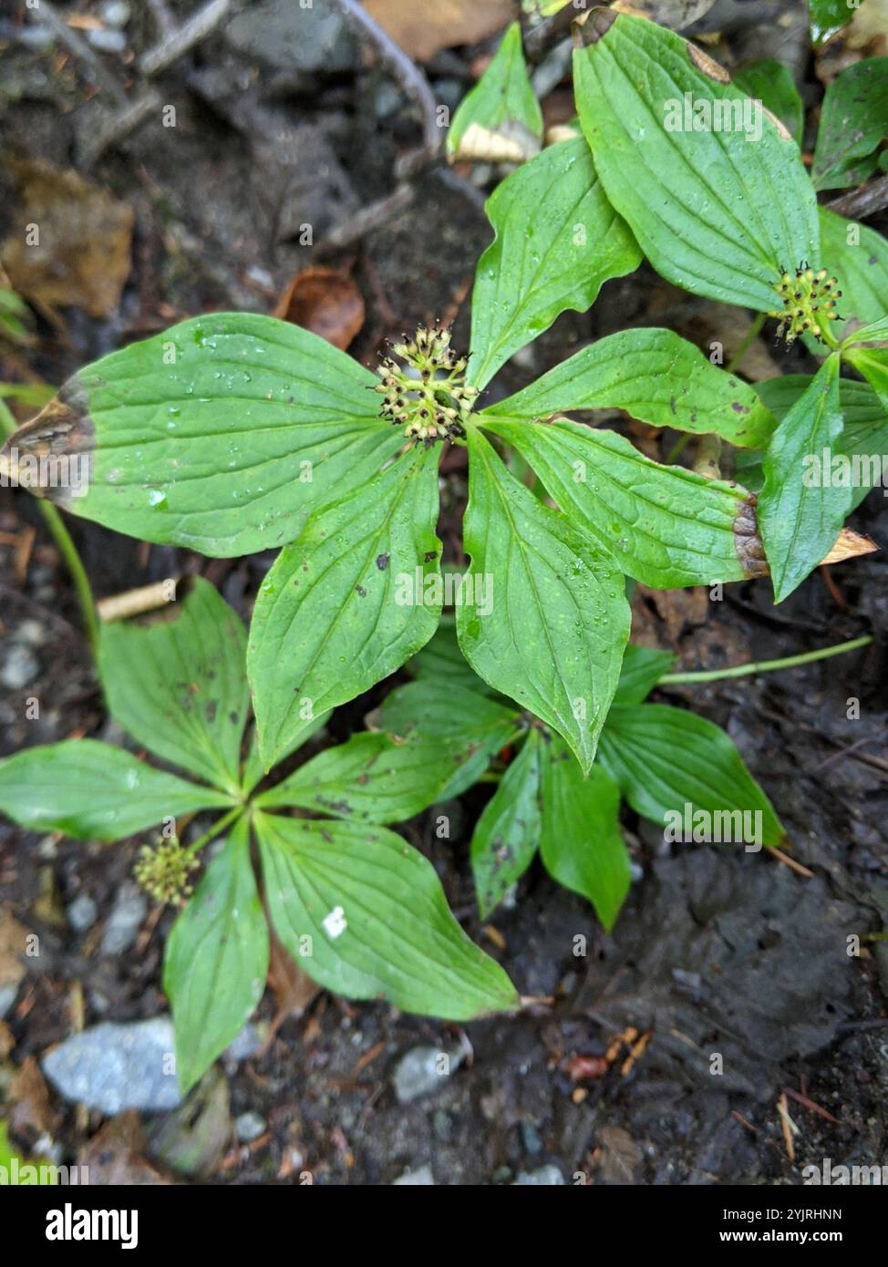 Western Bunchberry (Cornus unalaschkensis Stock Photo - Alamy