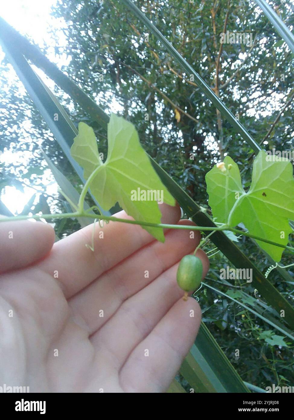 creeping cucumber (Melothria pendula Stock Photo - Alamy