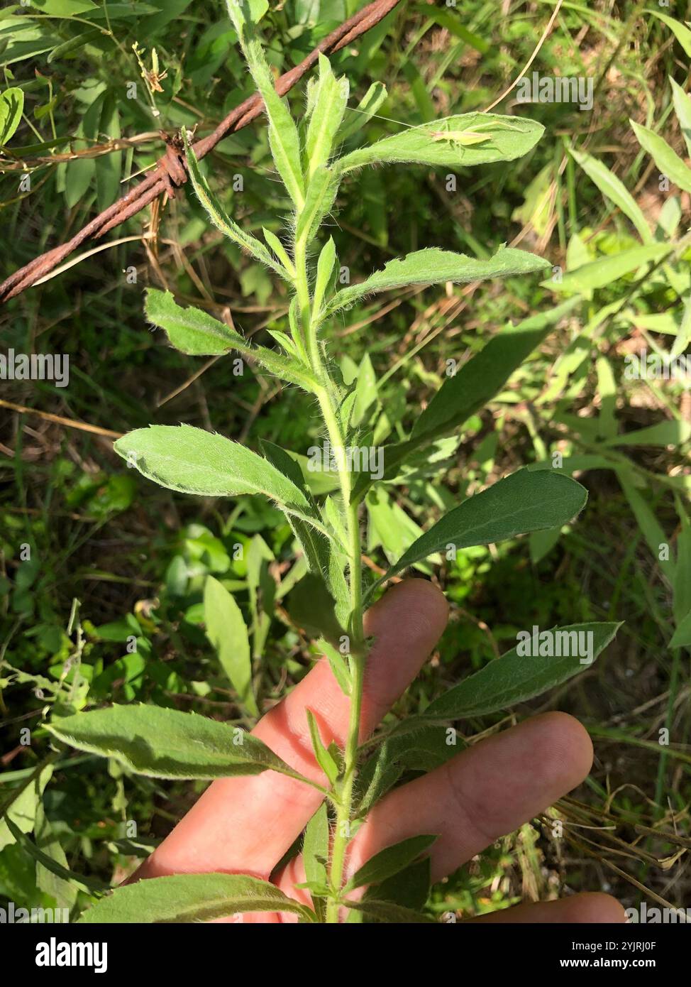 Nashville Camphorweed (Heterotheca camporum glandulissima Stock Photo ...