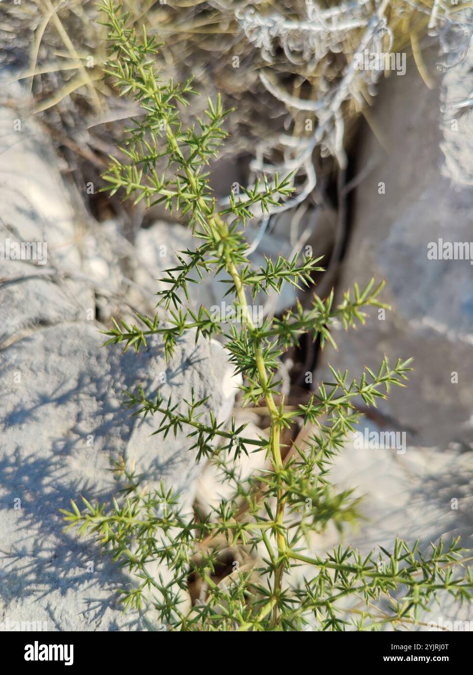 Spiny Asparagus (Asparagus acutifolius Stock Photo - Alamy