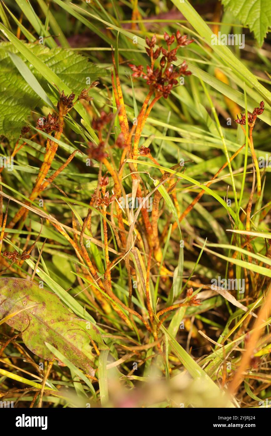 Jointed rush (Juncus articulatus Stock Photo - Alamy