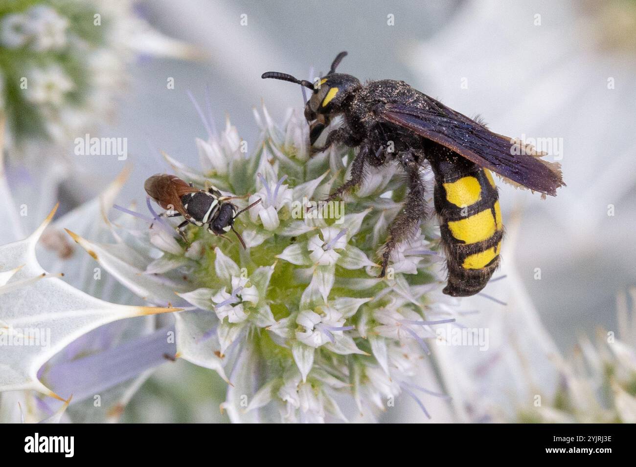 Colpa sexmaculata hi-res stock photography and images - Alamy