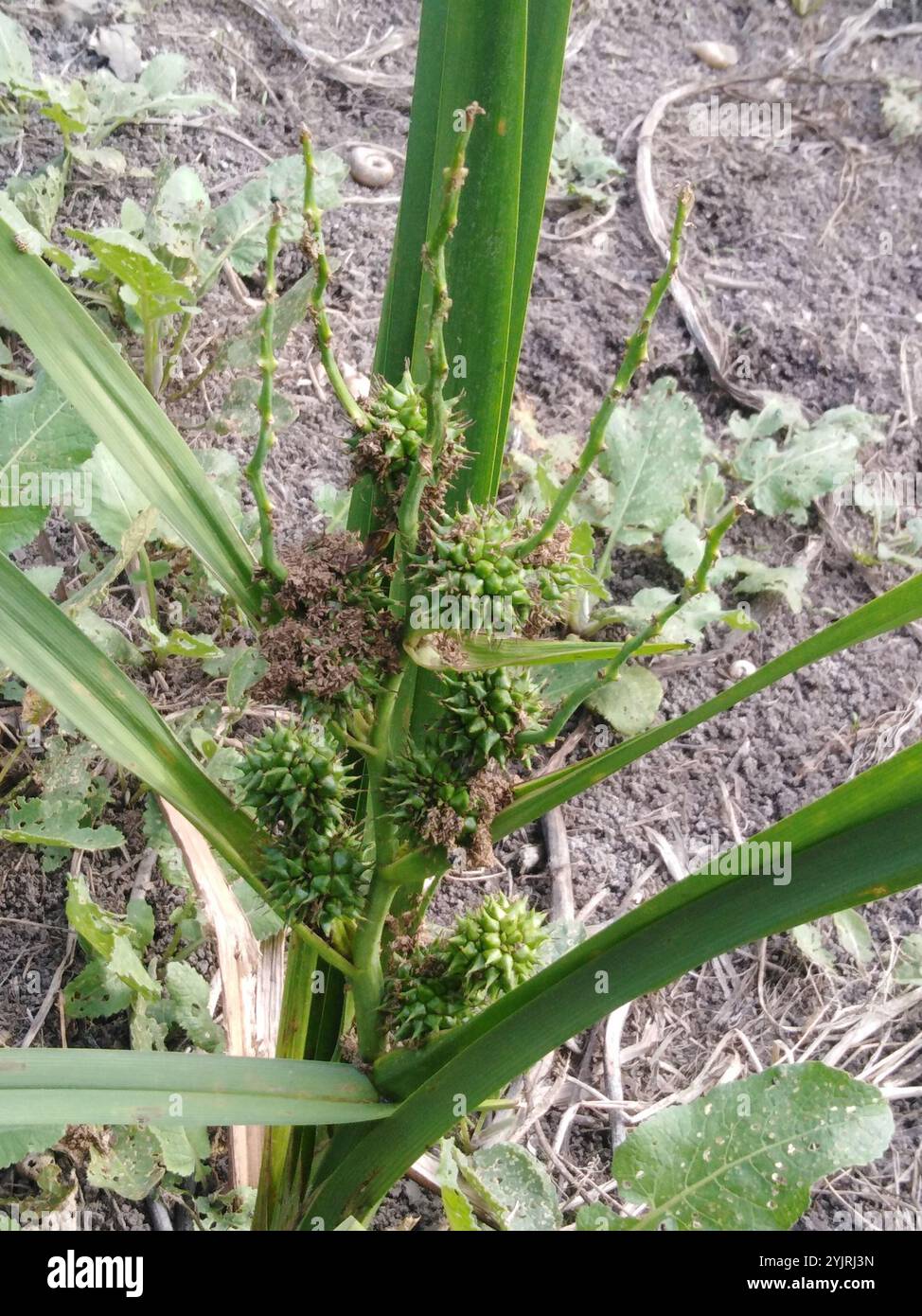 Branched Bur-reed (Sparganium erectum Stock Photo - Alamy