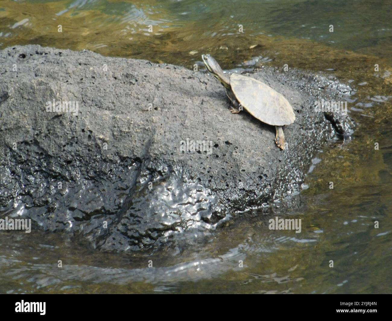 Williams' South-American Side-necked Turtle (Phrynops williamsi Stock ...