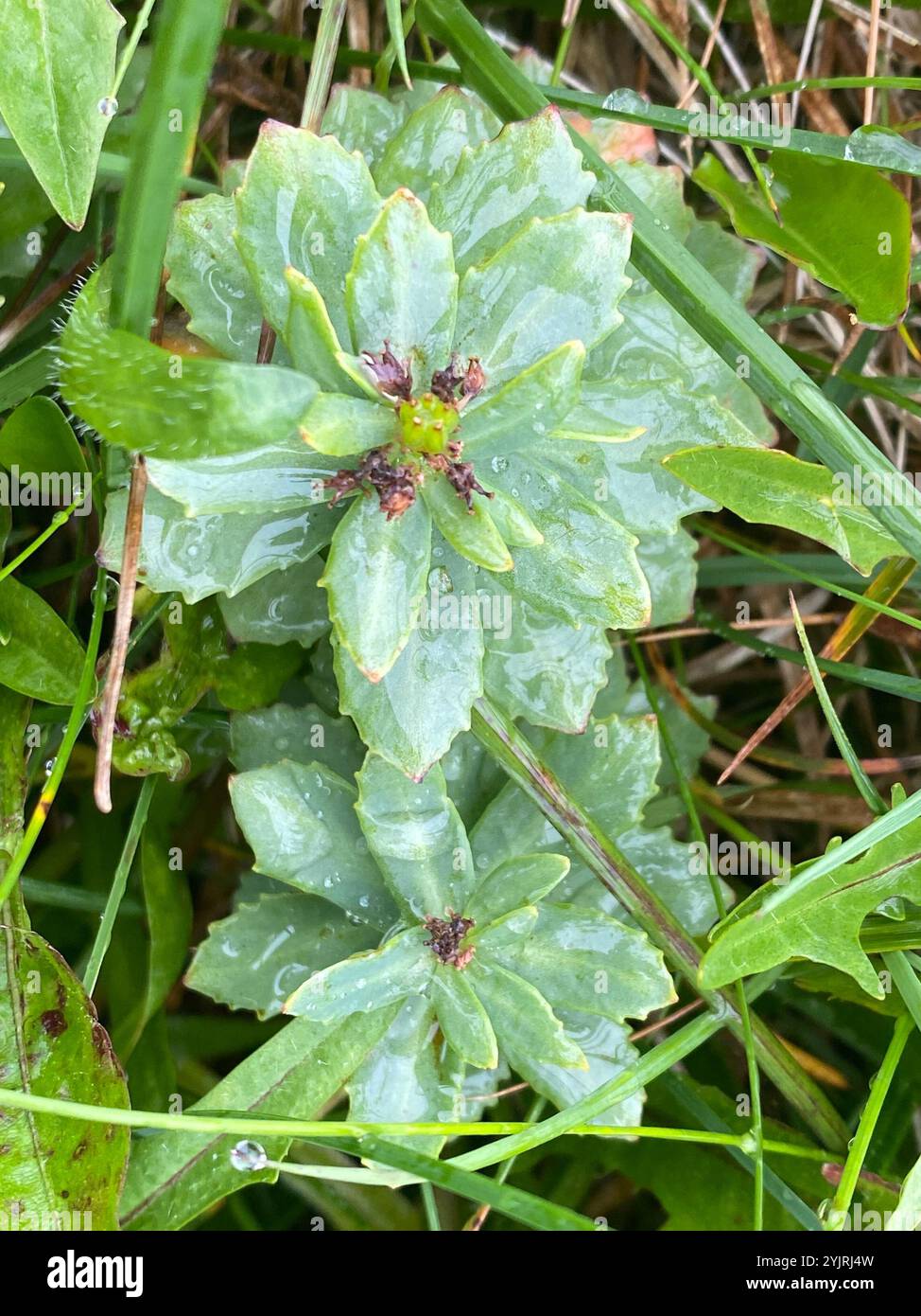 Roseroot hi-res stock photography and images - Alamy