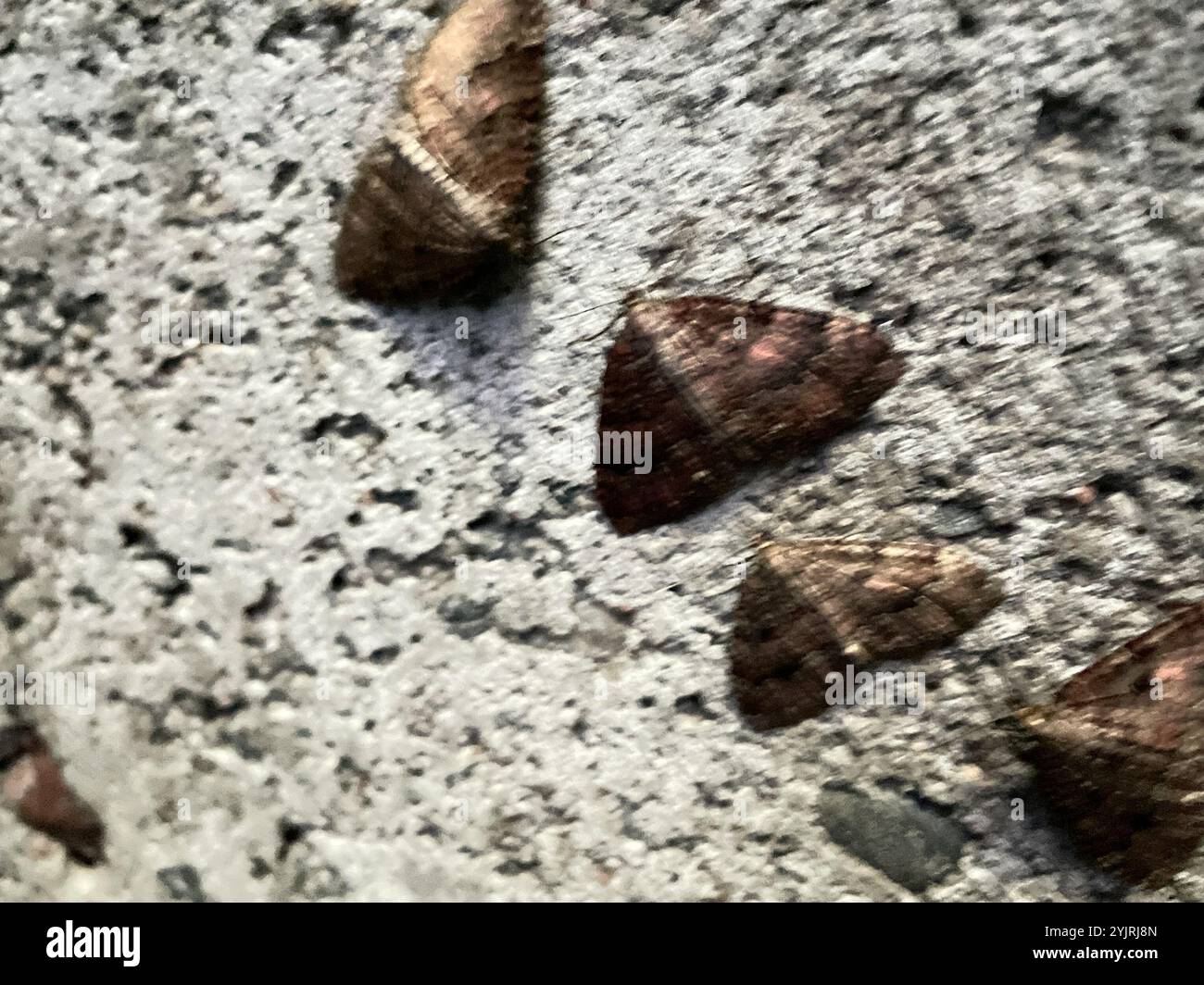 Tissue (Triphosa dubitata Stock Photo - Alamy