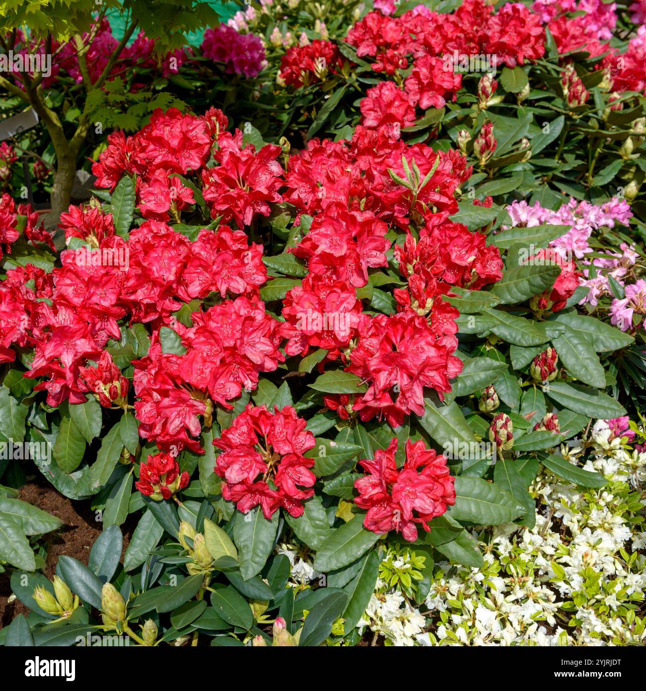 Rhododendron Rhododendron Feuerschein, Rhododendron firelight ...