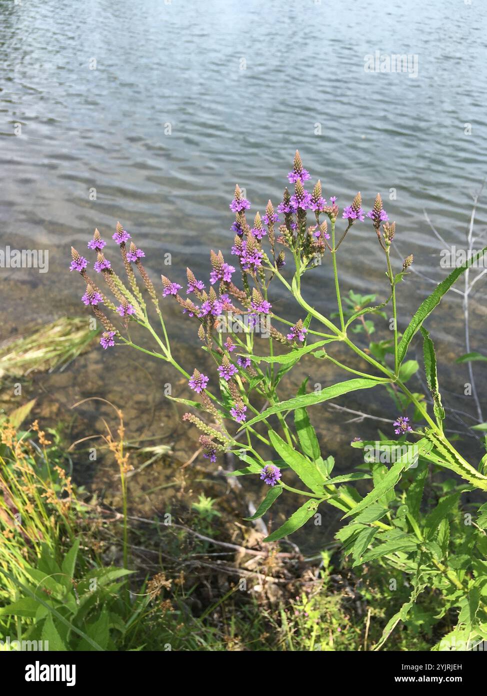 blue vervain (Verbena hastata Stock Photo - Alamy