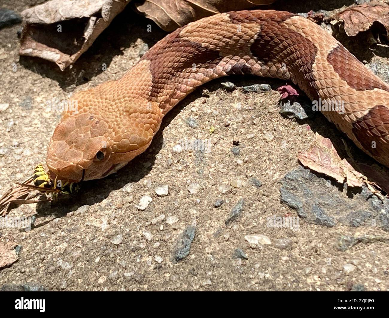 Eastern Copperhead (Agkistrodon contortrix Stock Photo - Alamy