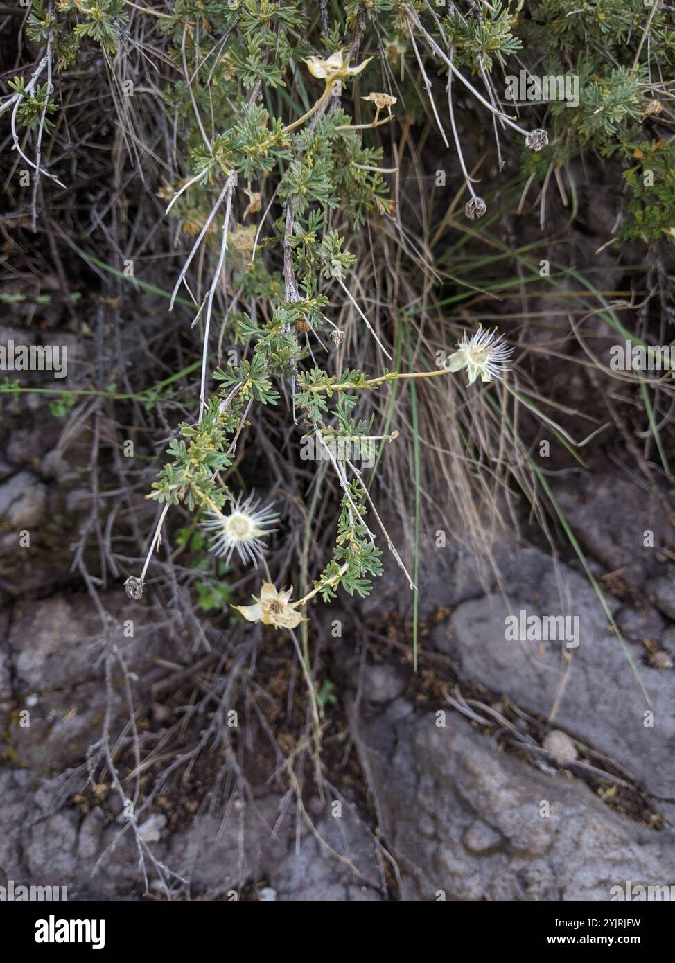 Apache plume (Fallugia paradoxa Stock Photo - Alamy