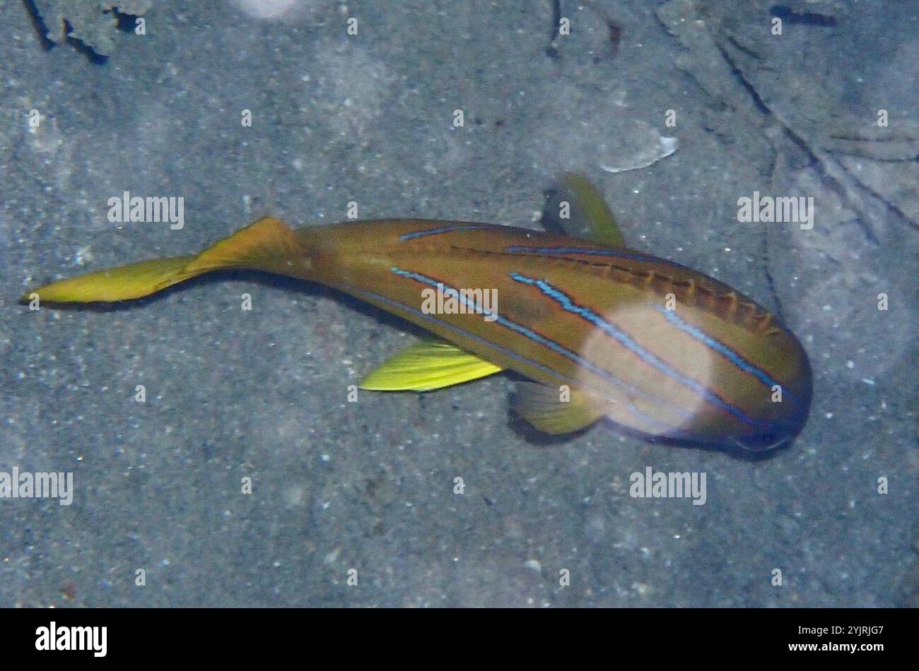 Bluestriped Snapper (Lutjanus kasmira Stock Photo - Alamy