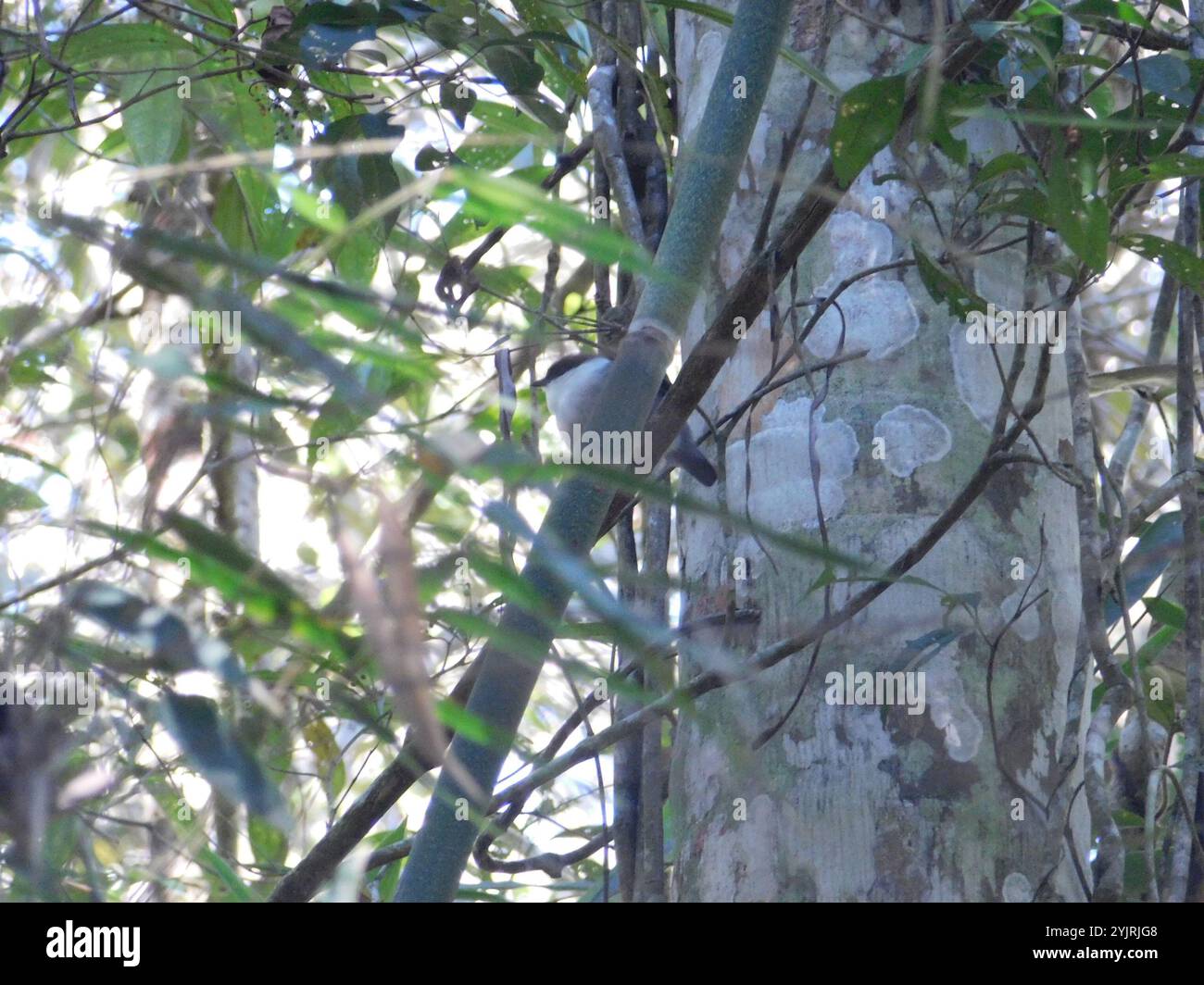 White-bearded Manakin (Manacus manacus Stock Photo - Alamy