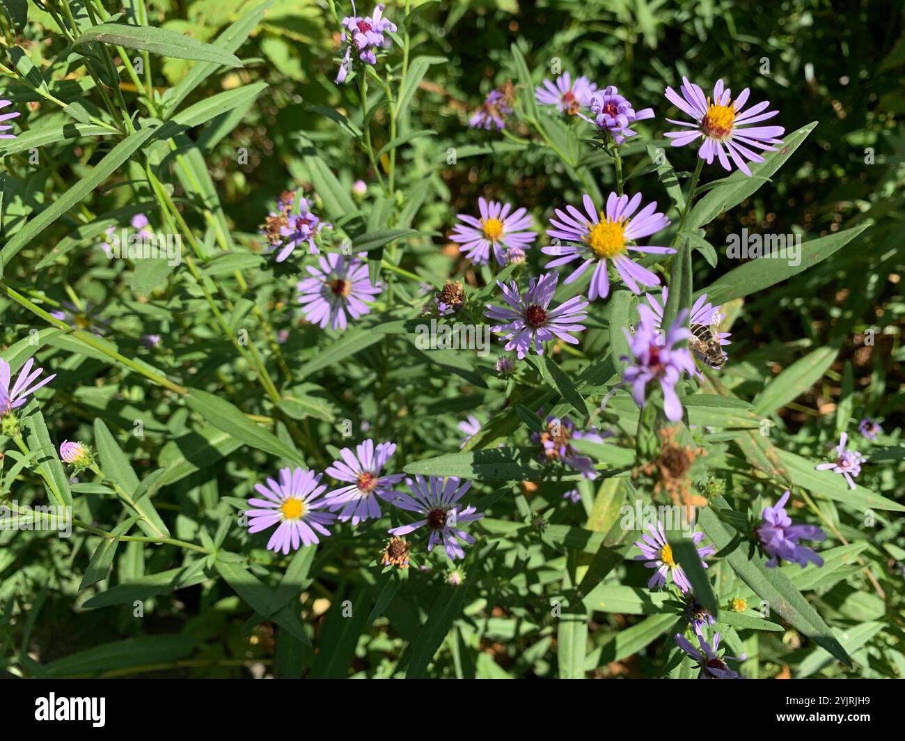 Douglas aster hi-res stock photography and images - Alamy