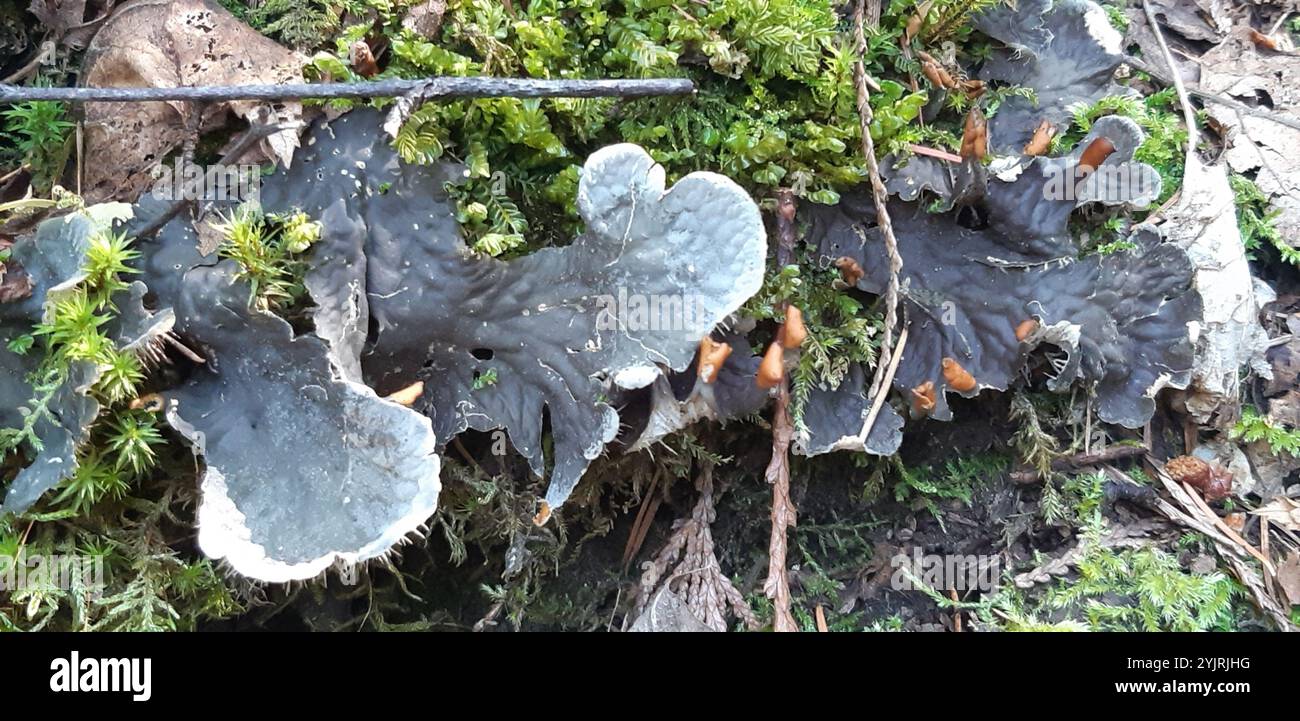 membranous pelt lichen (Peltigera membranacea Stock Photo - Alamy