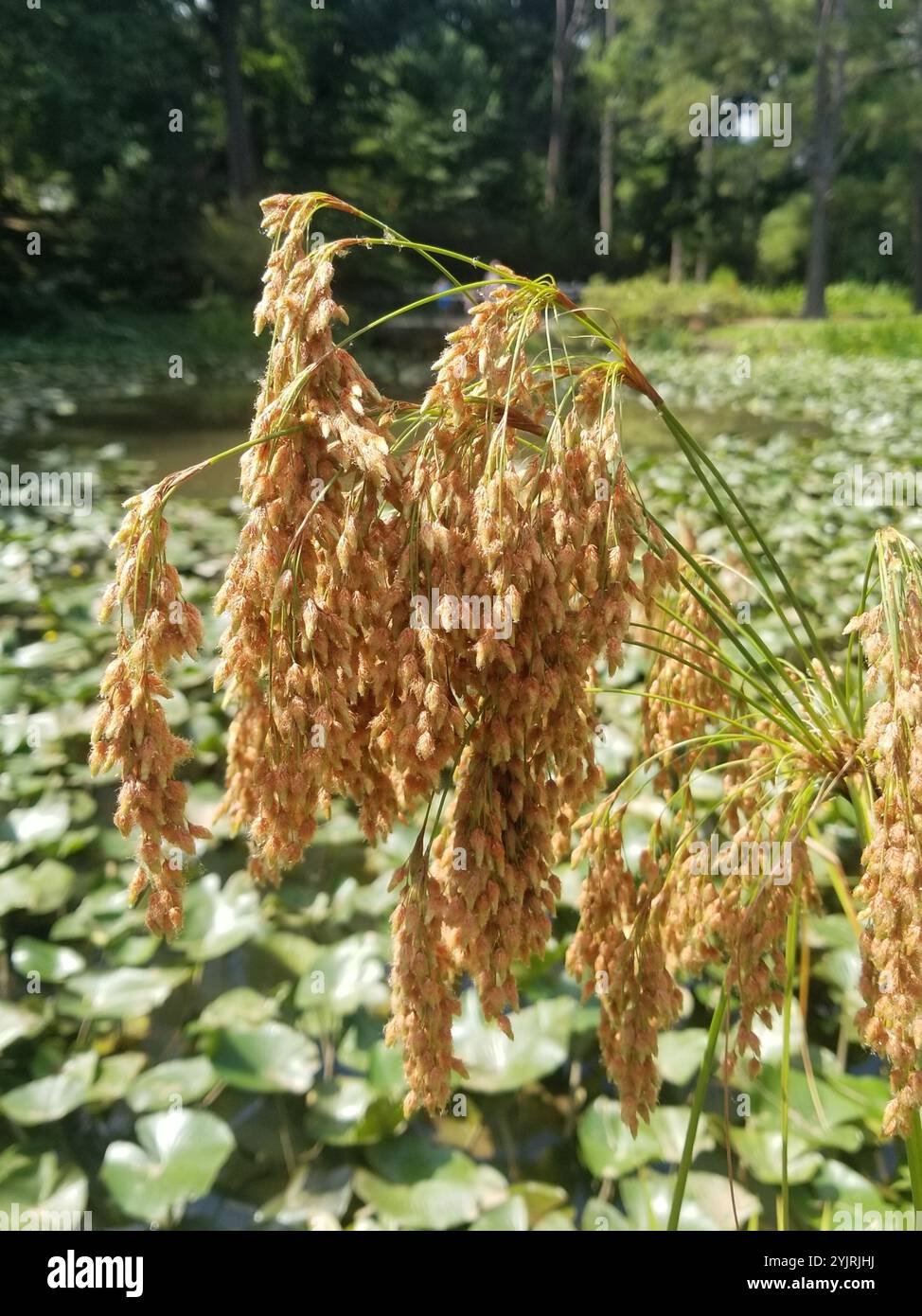 woolgrass (Scirpus cyperinus Stock Photo - Alamy