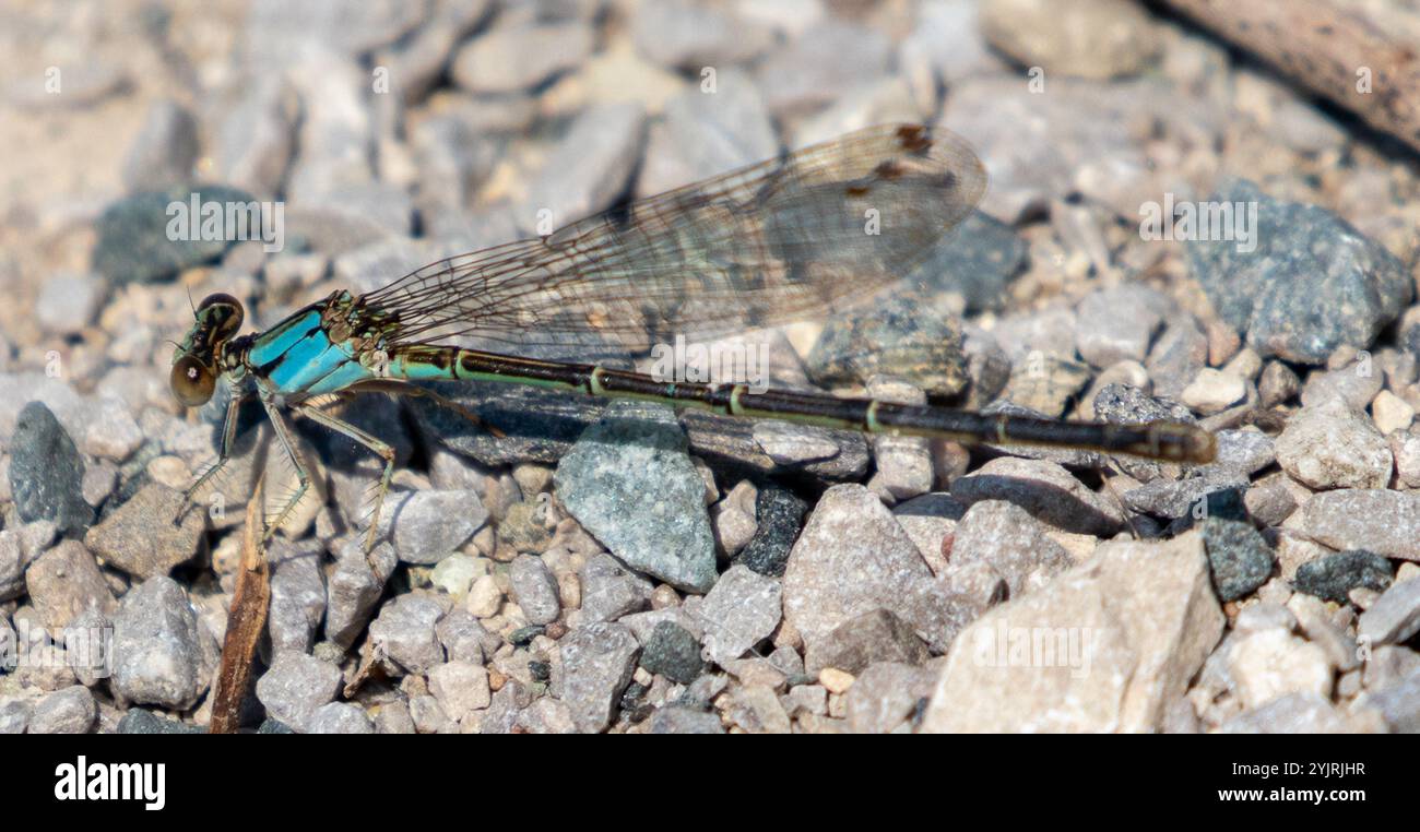 Argia apicalis hi-res stock photography and images - Alamy