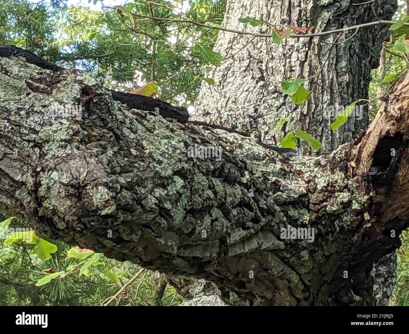 Colubrine Snakes (Colubrinae Stock Photo - Alamy