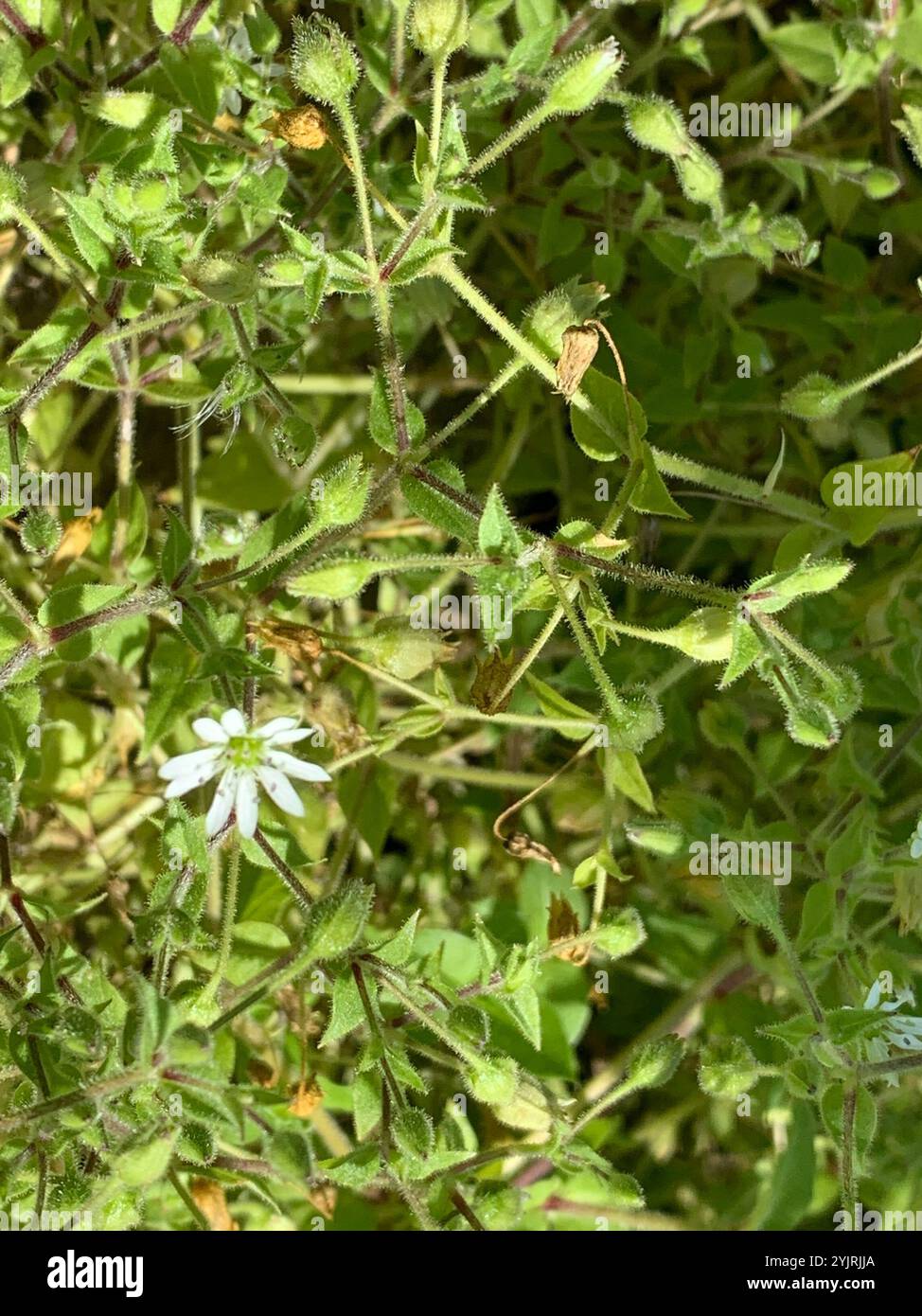 Water Chickweed (Stellaria aquatica Stock Photo - Alamy