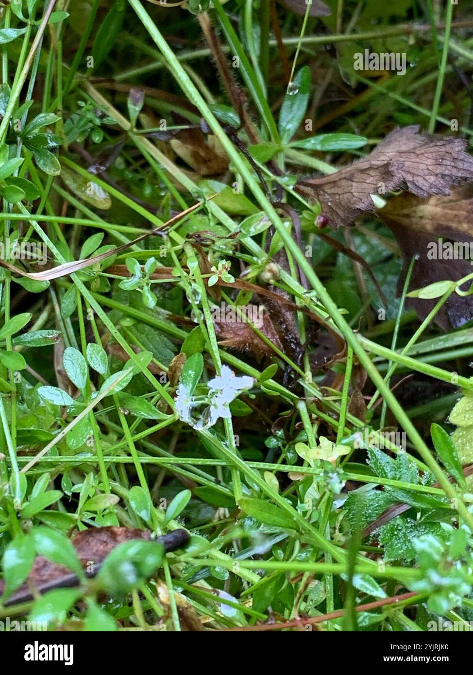 Common Marsh-bedstraw (Galium palustre Stock Photo - Alamy