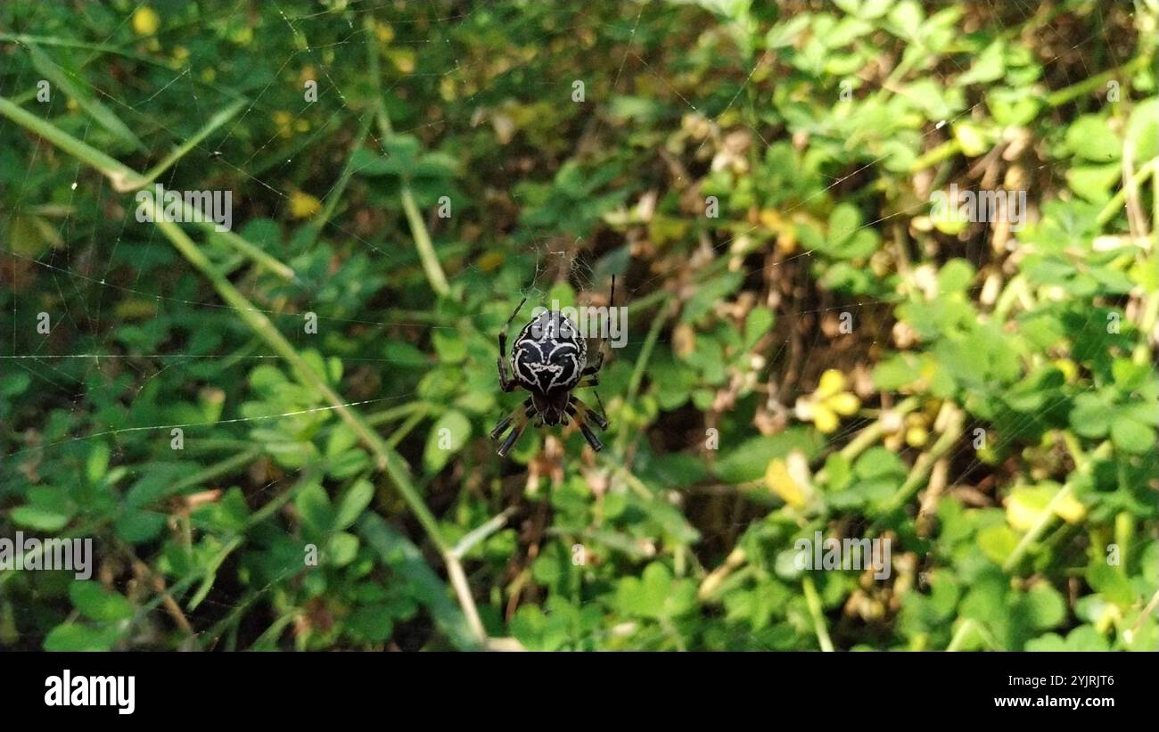 Larinioides sclopetarius spider hi-res stock photography and images - Alamy