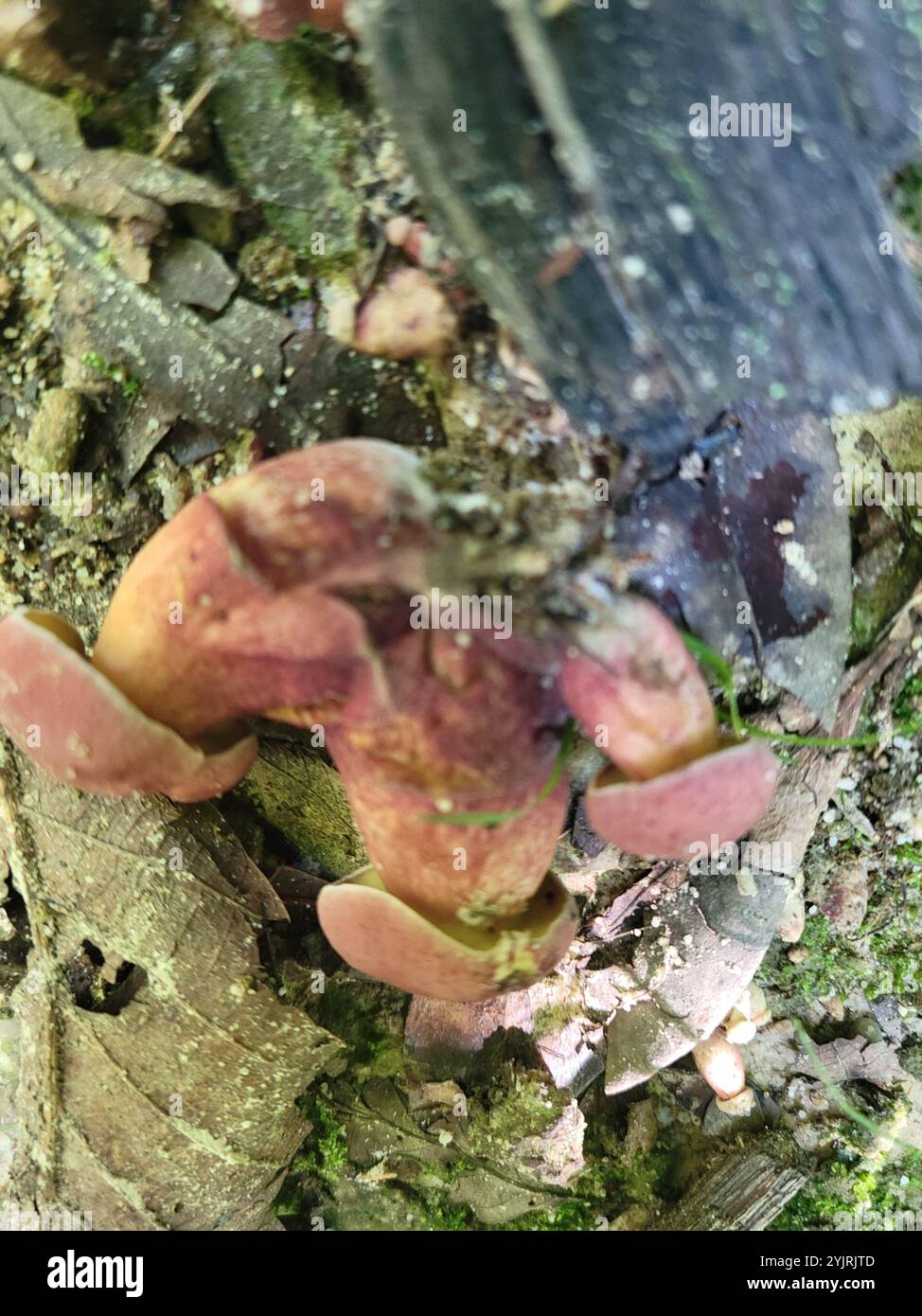 Bicolor bolete hi-res stock photography and images - Alamy