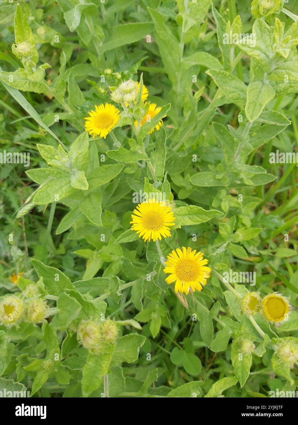 Common Fleabane (Pulicaria dysenterica Stock Photo - Alamy