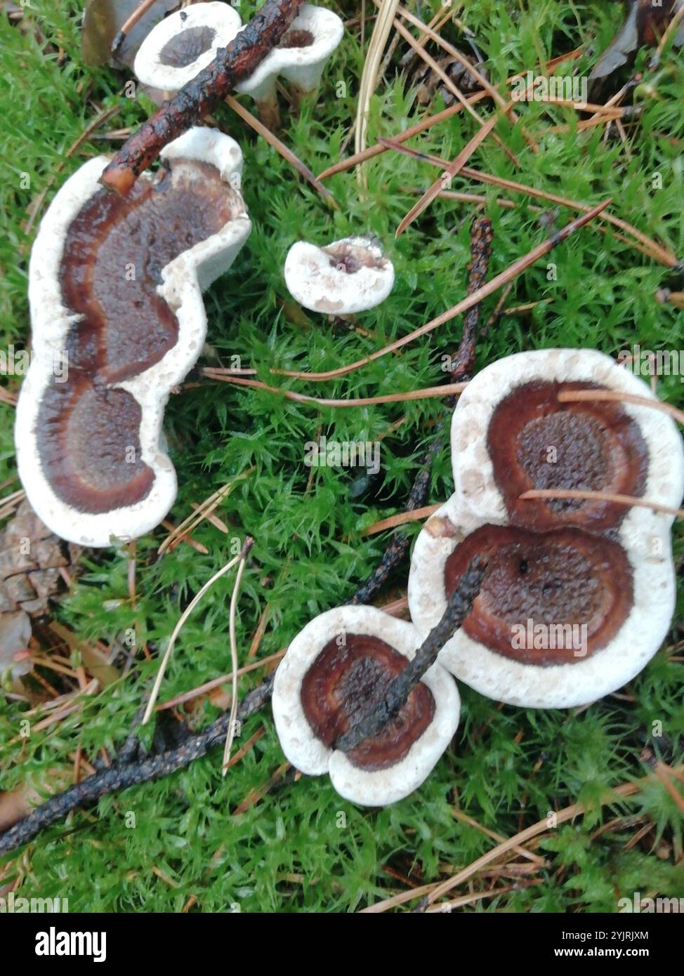 Conifer-base Polypore (Heterobasidion annosum Stock Photo - Alamy