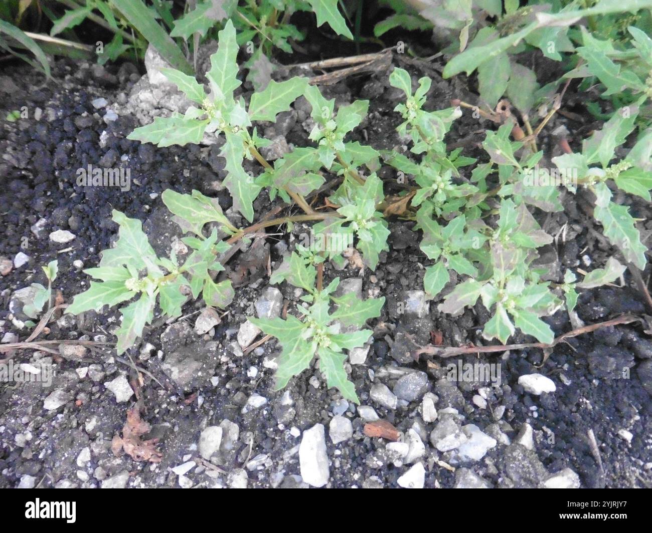 Oak leaved goosefoot hi-res stock photography and images - Alamy